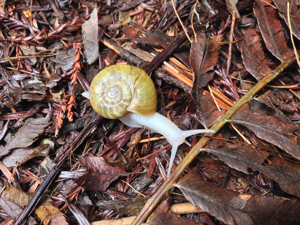 srinivas.gs: redwoods