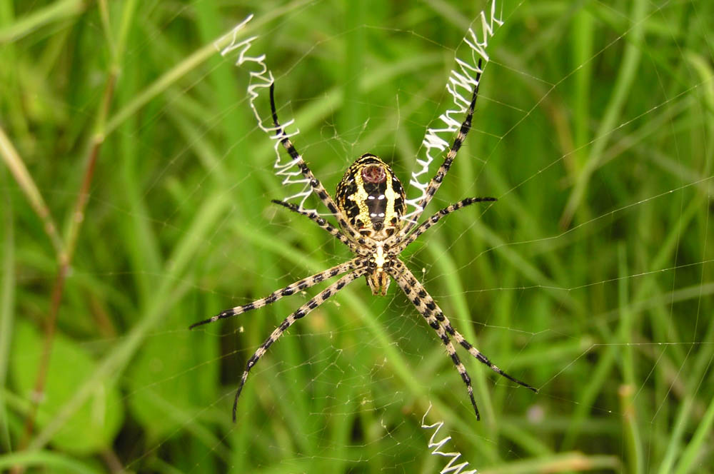 srinivas.gs: spiders