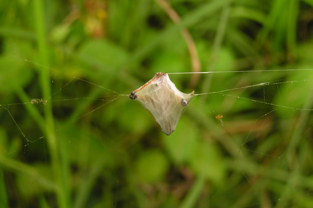 srinivas.gs: spiders
